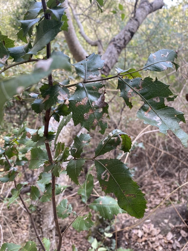 Alectryon subdentatus from Flagstone Creek Conservation Park, Upper ...