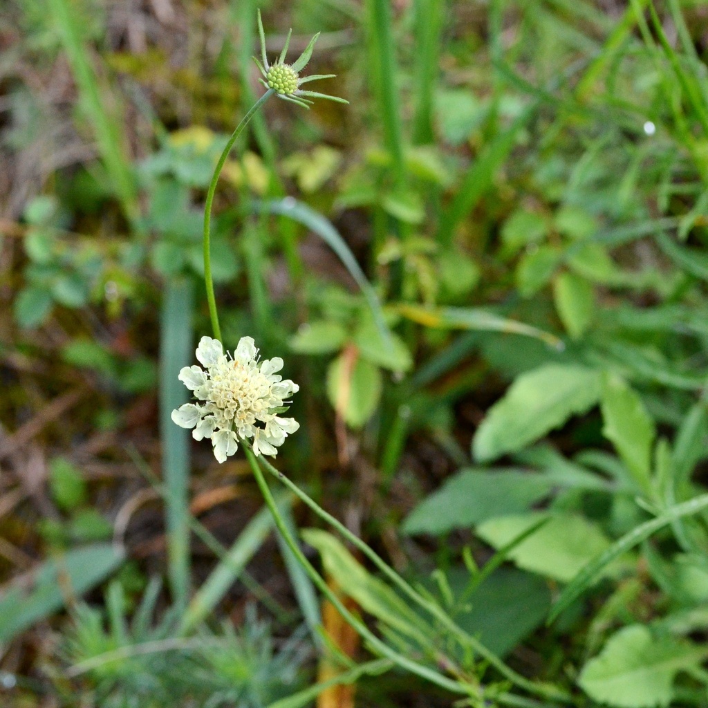 Cream Scabious from 293 01 Mladá Boleslav, Česko on September 3, 2023 ...