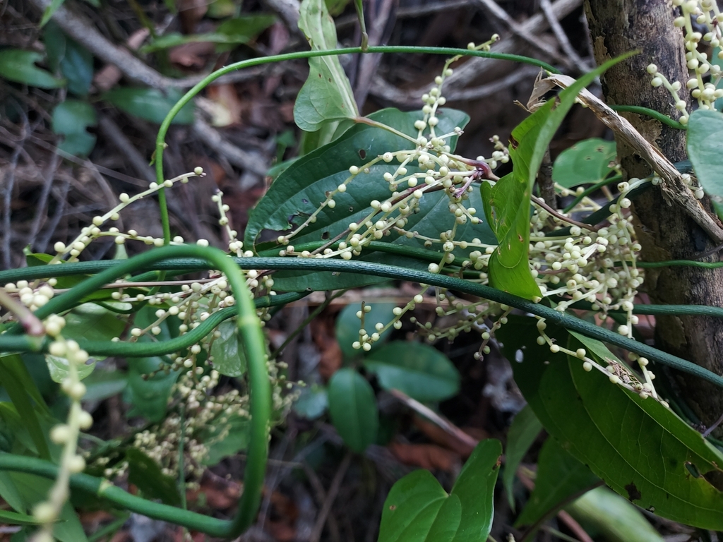 Common Yam Vine from Burnett Creek QLD 4310, Australia on September 8, 2023 at 03:48 PM by Lara ...