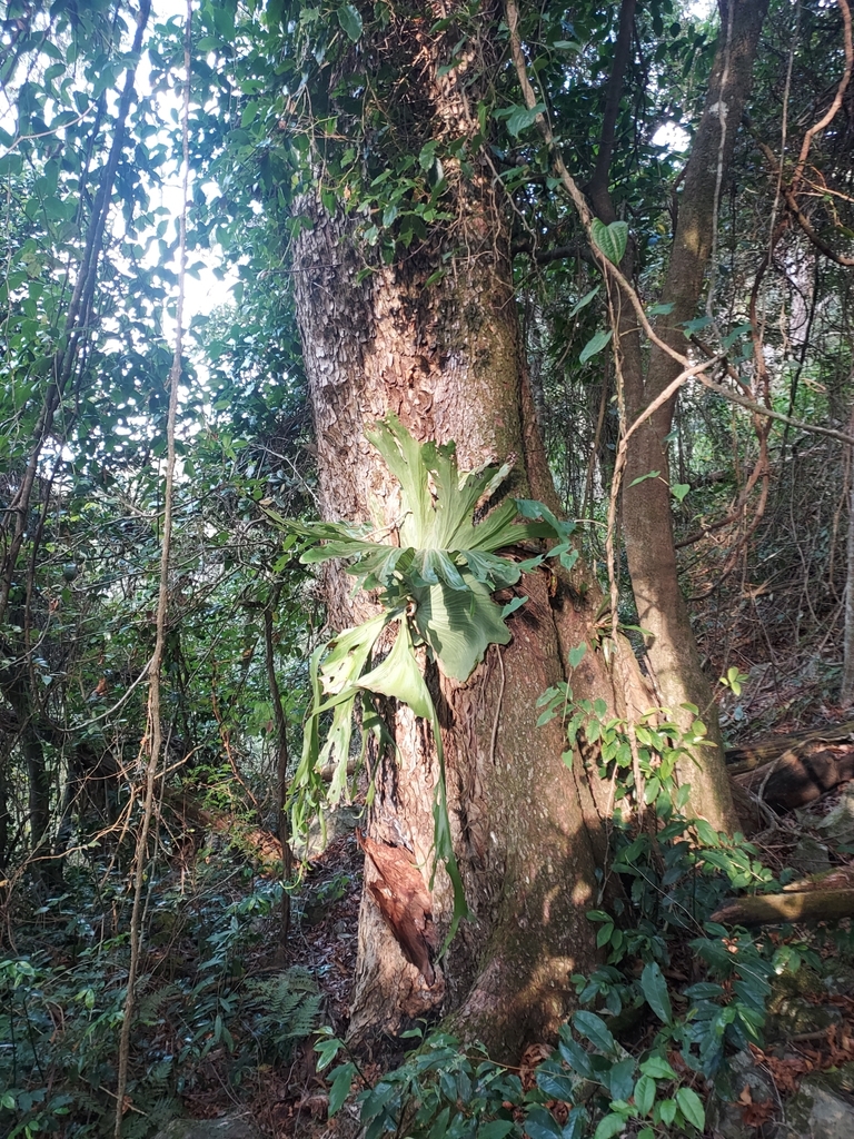 Australian Red Cedar from Burnett Creek QLD 4310, Australia on ...