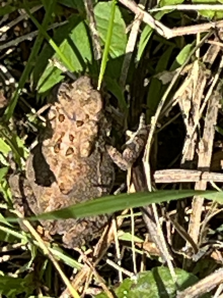 Eastern American Toad from Missisquoi Valley Rail Trail, Saint Albans ...