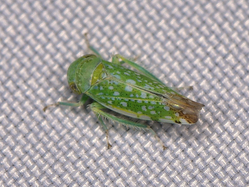 Genus Opsius · iNaturalist