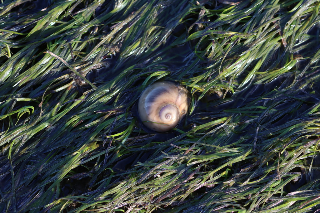Bladder Moon Snail from Buckleys Hole Sandbar, Bongaree, Bribie Isalnd ...