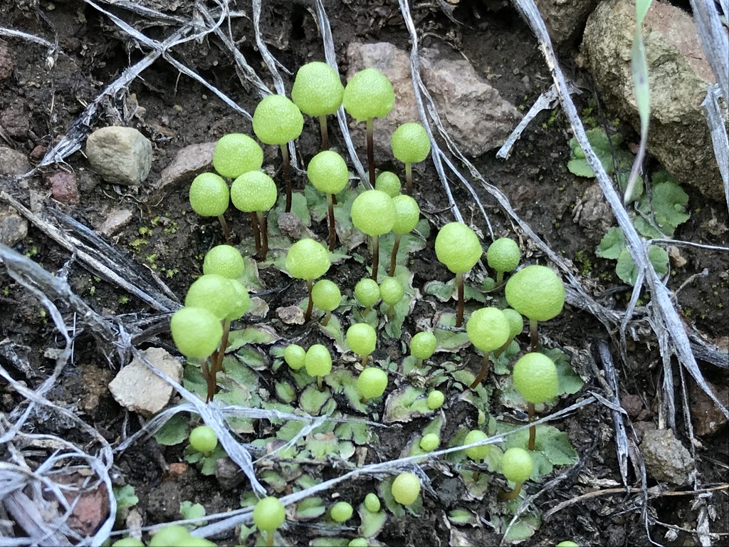 Palmer's asterella from Channel Islands National Park, , CA, US on ...