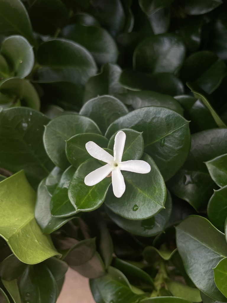 Natal Plum from The University of South Florida, Saint Petersburg, FL ...