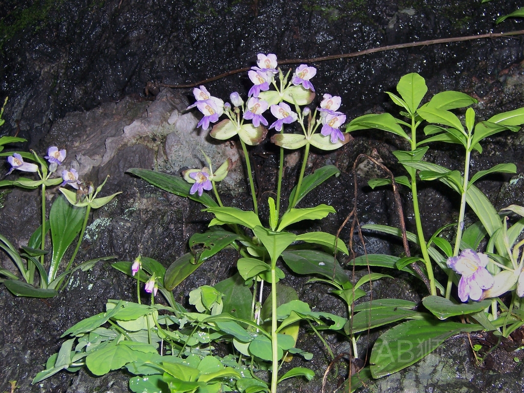 Primulina from Guilin, CN-GX, CN on May 12, 2011 at 09:06 PM by ...