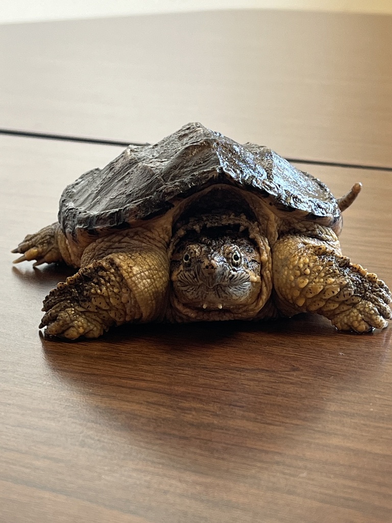 Common Snapping Turtle in September 2023 by carsonness · iNaturalist