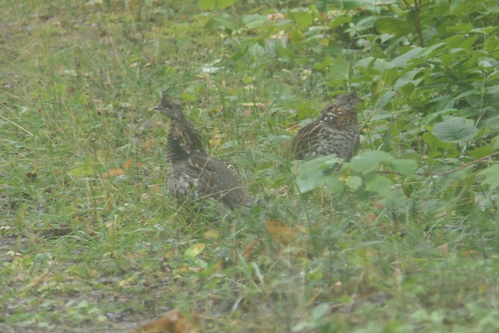Ruffed Grouse from East Cook, MN, USA on September 7, 2023 at 10:14 AM ...