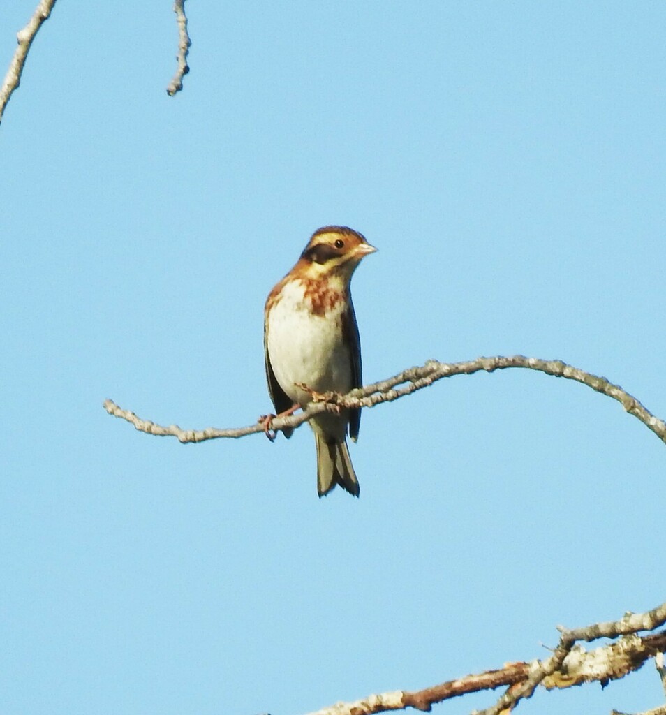 Rustic Bunting in September 2023 by Ксения Волянская · iNaturalist