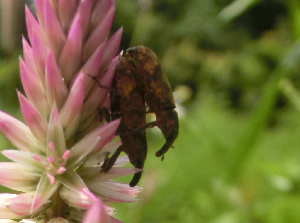 Gasteroclisus auriculatus from 台灣南投縣 on September 8, 2023 at 10:18 AM ...