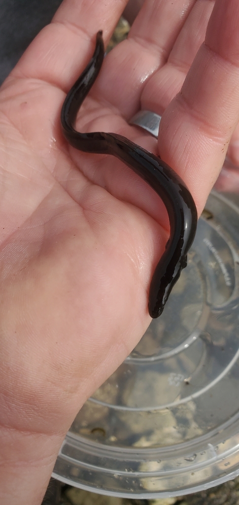 American Eel from Grand Manan, NB, Canada on September 8, 2023 at 11:14 ...
