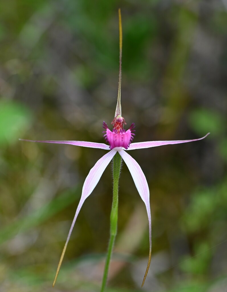 Cherry spider orchid in October 2022 by ramcad1 · iNaturalist