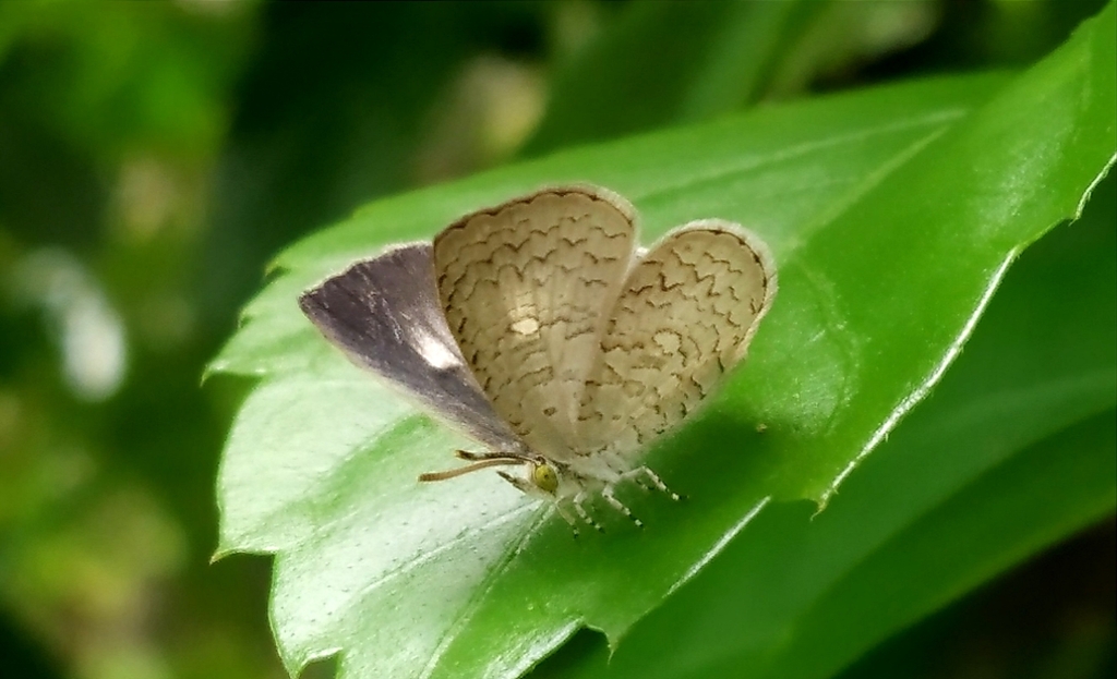 Apefly from Pattanakkad on September 8, 2023 at 11:47 AM by Nathasha K ...