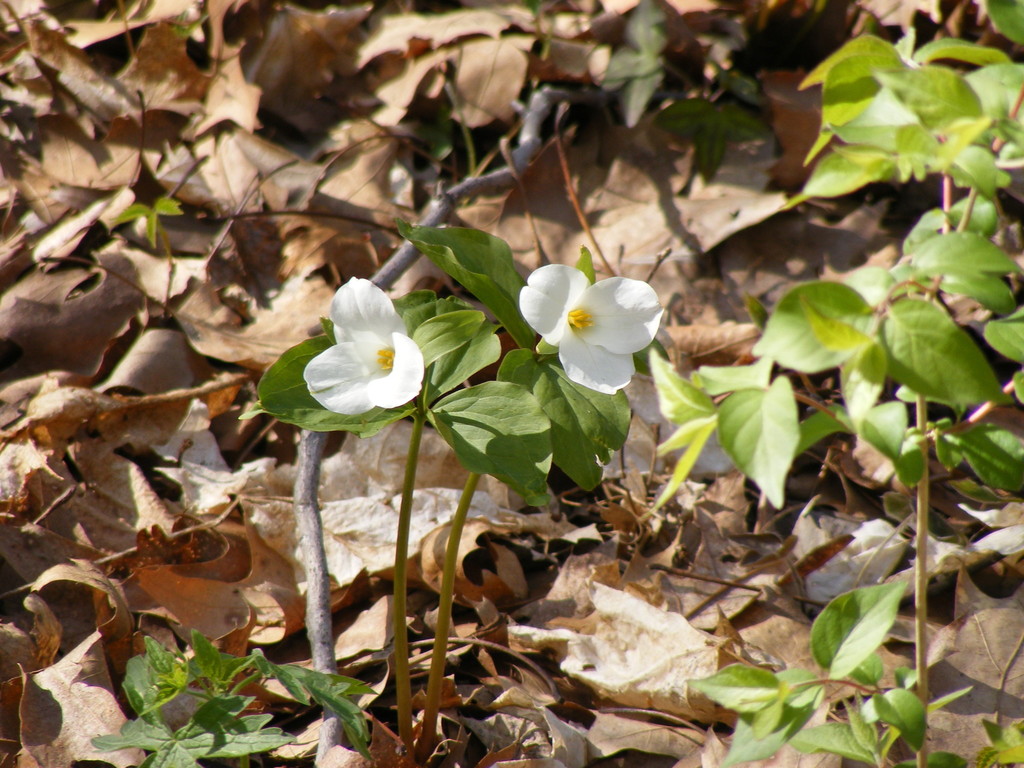 large white trillium from Springfield Lake Shore Improvement ...