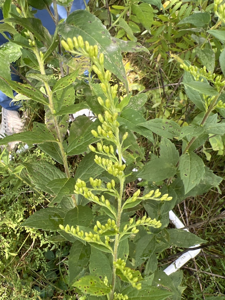 common wrinkle-leaved goldenrod from Croasdale Rd, Stroudsburg, PA, US ...
