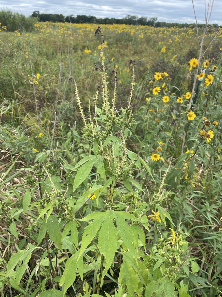 giant ragweed from Watertown, WI, US on September 7, 2023 at 03:23 PM ...