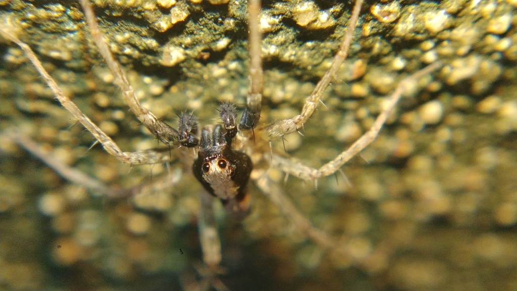 Leopard Spider from MFM6+7H8, Ban Phue, Ban Phue District, Udon Thani ...