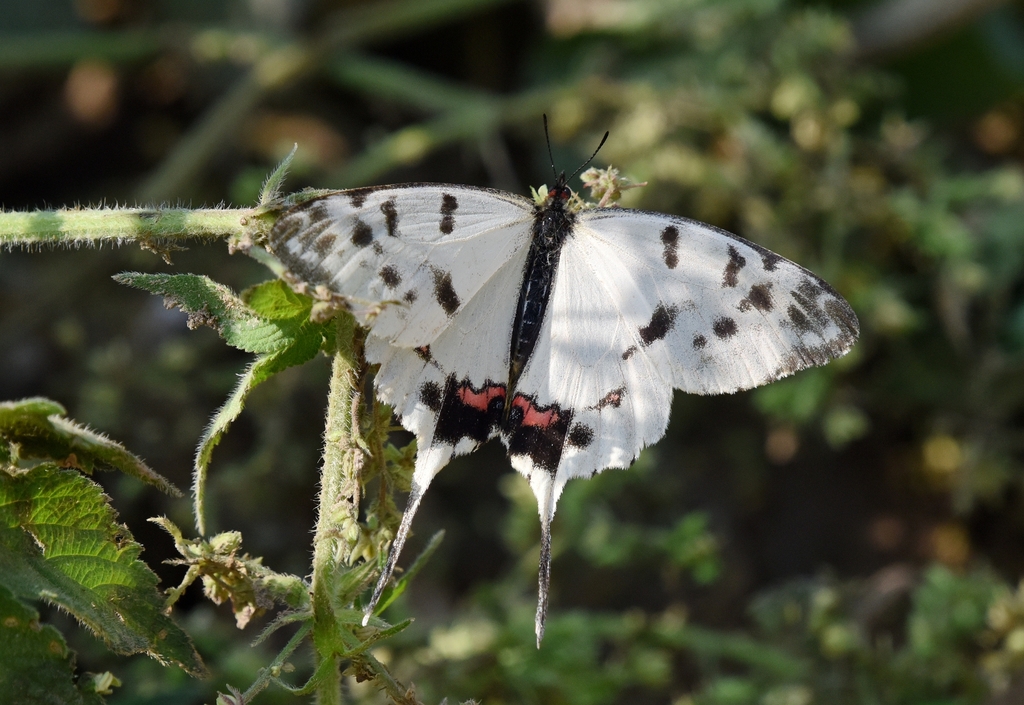 Dragon Swallowtail from 中国河南省郑州市新郑市 on September 8, 2023 at 09:17 AM by ...