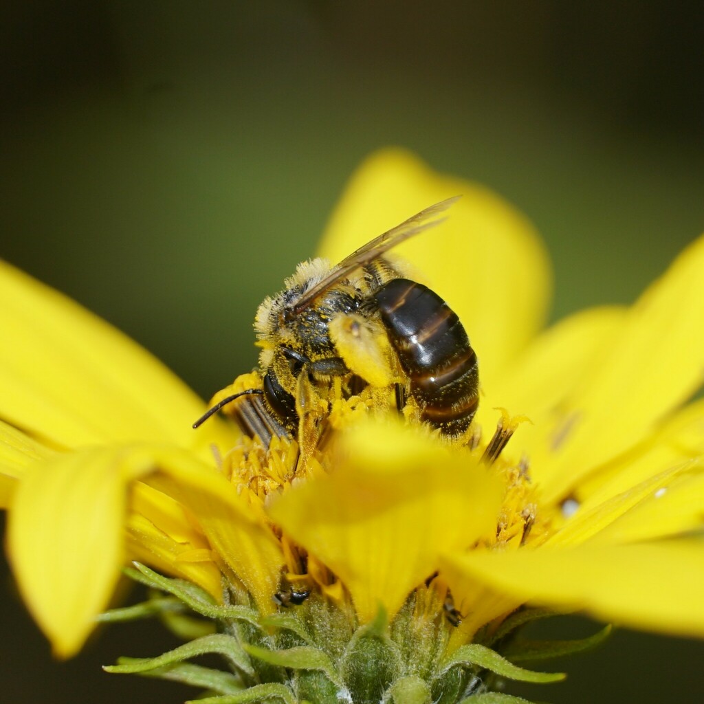 Bees in September 2023 by Davis Harder · iNaturalist