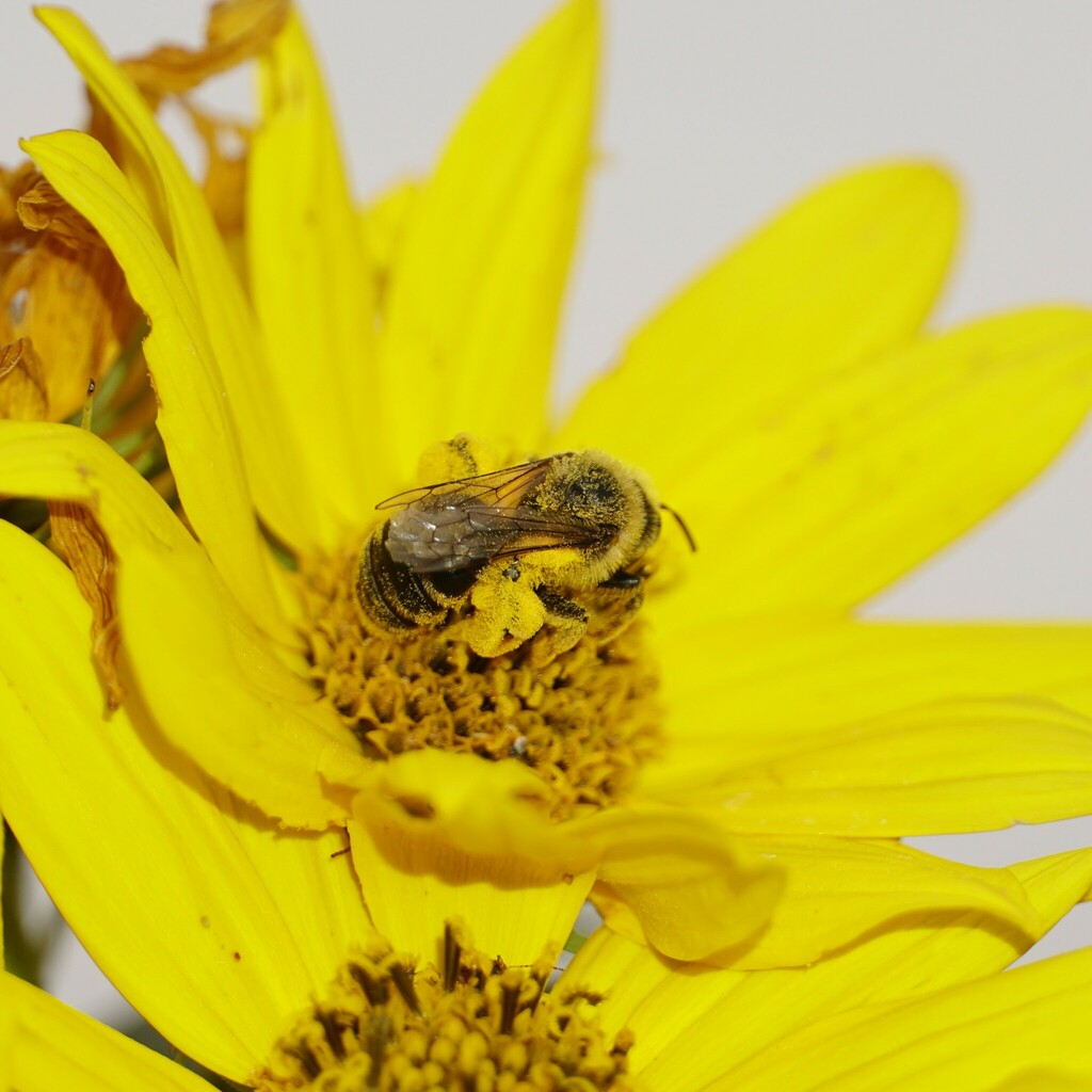 Bees in September 2023 by Davis Harder · iNaturalist