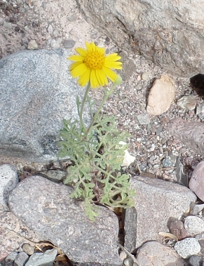 ragleaf bahia (Plants of Mueller State Park) · iNaturalist
