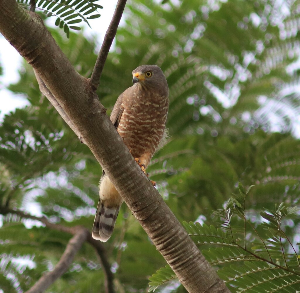 Roadside Hawk from 86895 Oxolotán, Tab., México on September 8, 2023 at ...