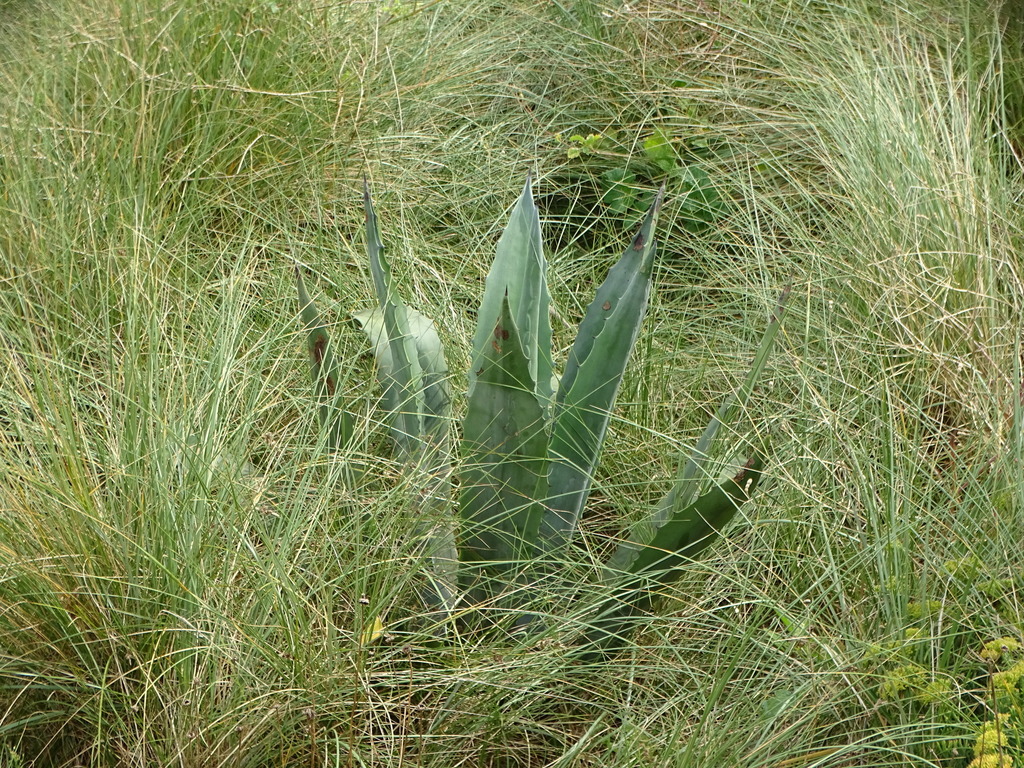 American century plant from Sandown, UK on September 8, 2023 at 02:19 ...
