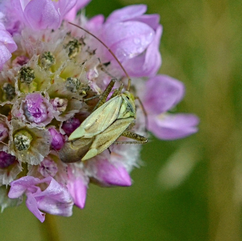 Alfalfa Plant Bug from 293 01 Mladá Boleslav, Česko on September 3 ...