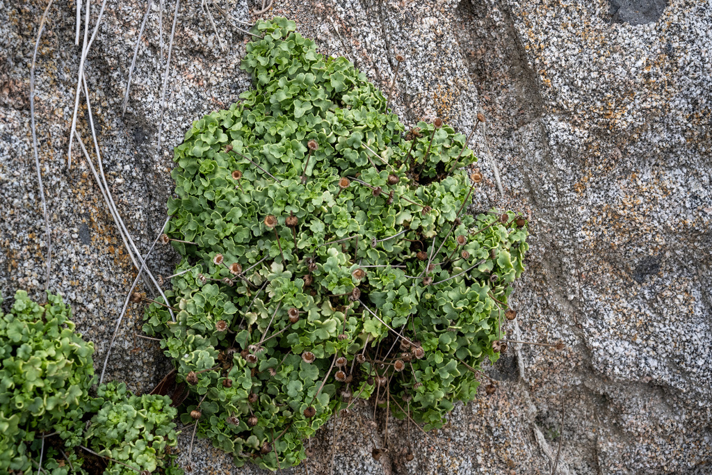 Hofmeisteria fasciculata from Los Cabos, BCS, Mexico on September 6 ...