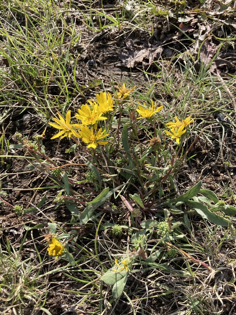 Curlycup Gumweed from Calgary, AB, Canada on September 7, 2023 at 04:01 ...