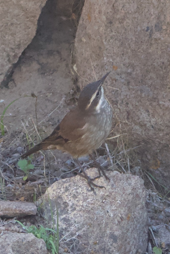 Gray-flanked Cinclodes from Elqui Province, Coquimbo, Chile on ...