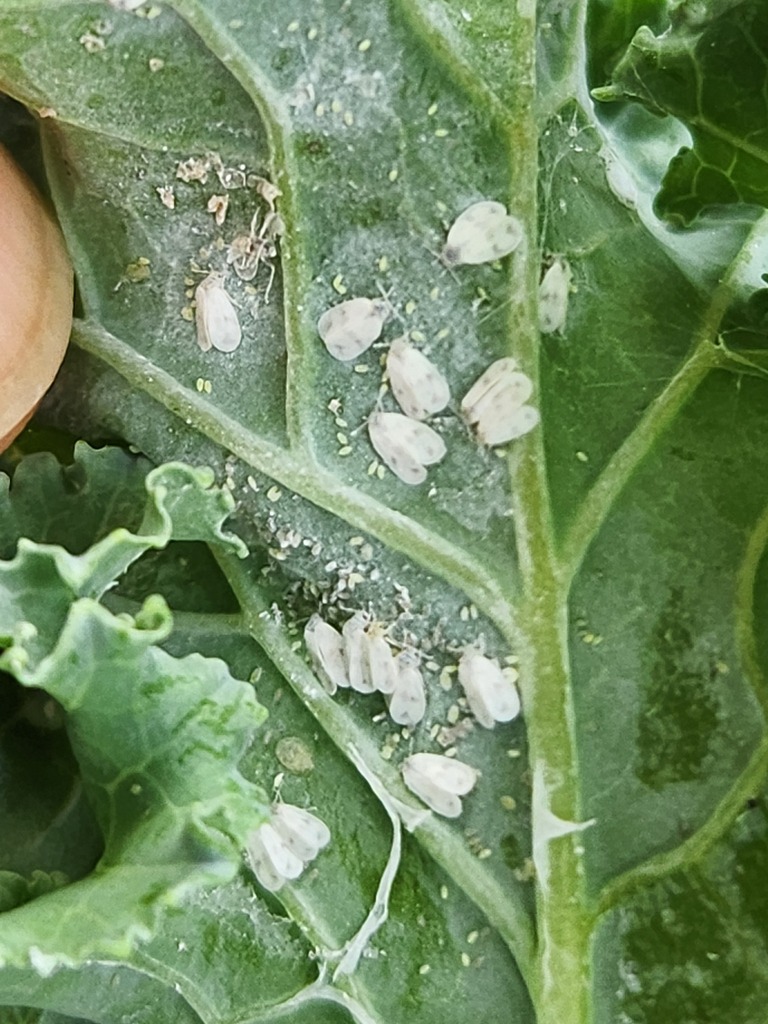 Cabbage Whitefly from Savage, MD, USA on August 30, 2023 at 04:48 PM by ...