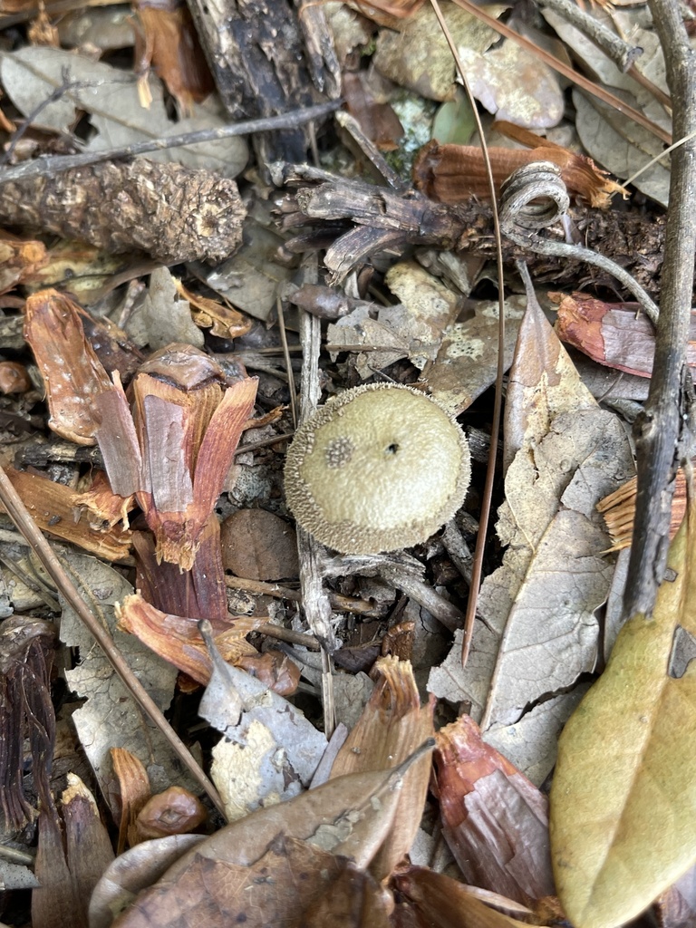 Fungi Including Lichens from Babson Park, FL, US on September 7, 2023 ...