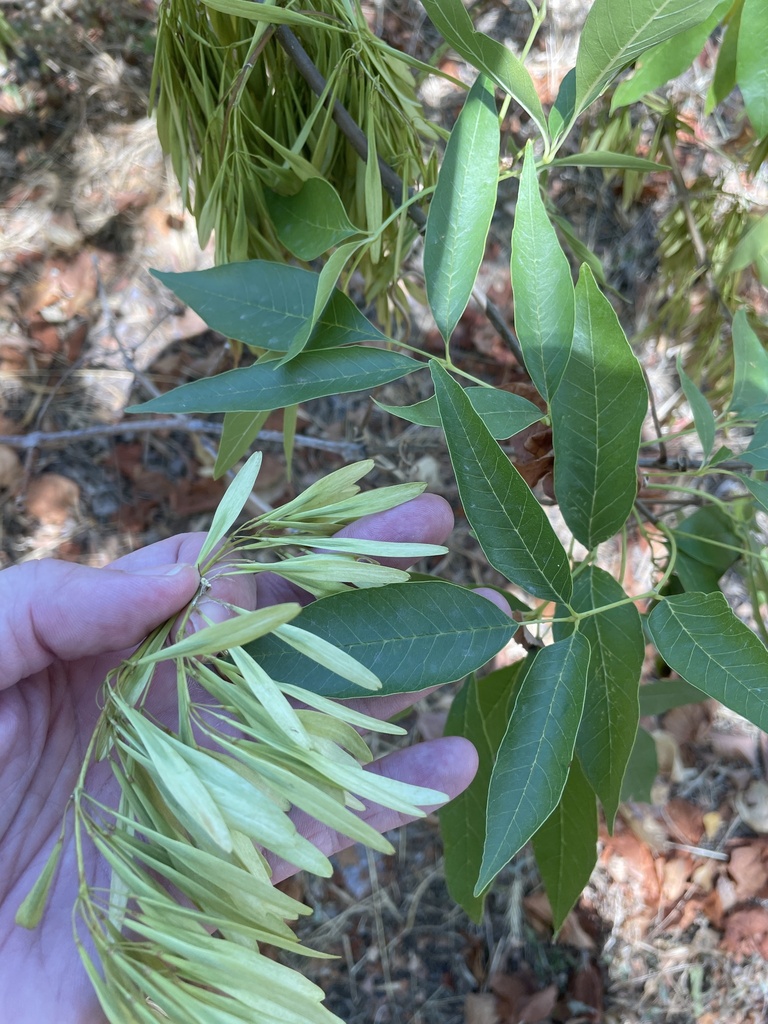 ashes from Truelson Dr, Fort Worth, TX, US on September 8, 2023 at 12: ...
