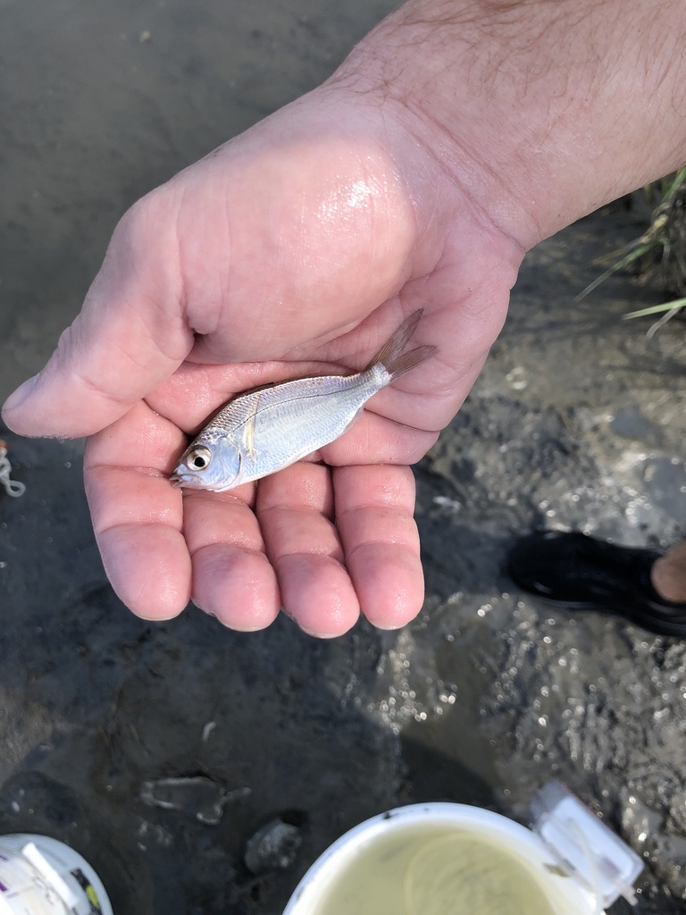Spotfin Mojarra from North Atlantic Ocean, NC, US on September 8, 2023 ...