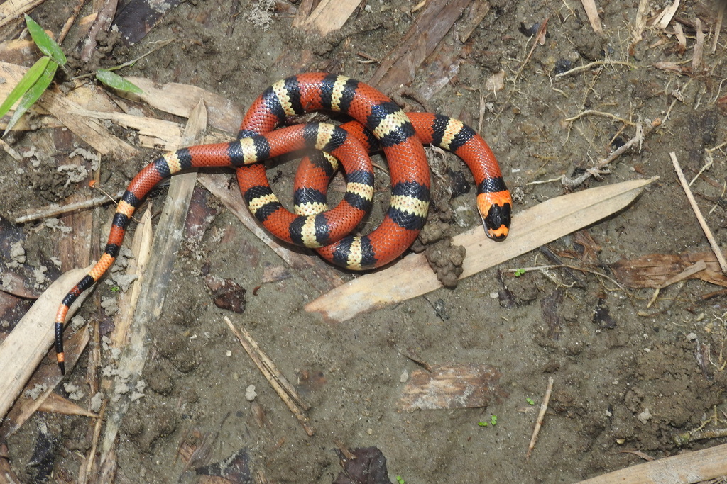 Central American Milksnake from Tela, Honduras on September 7, 2023 at ...
