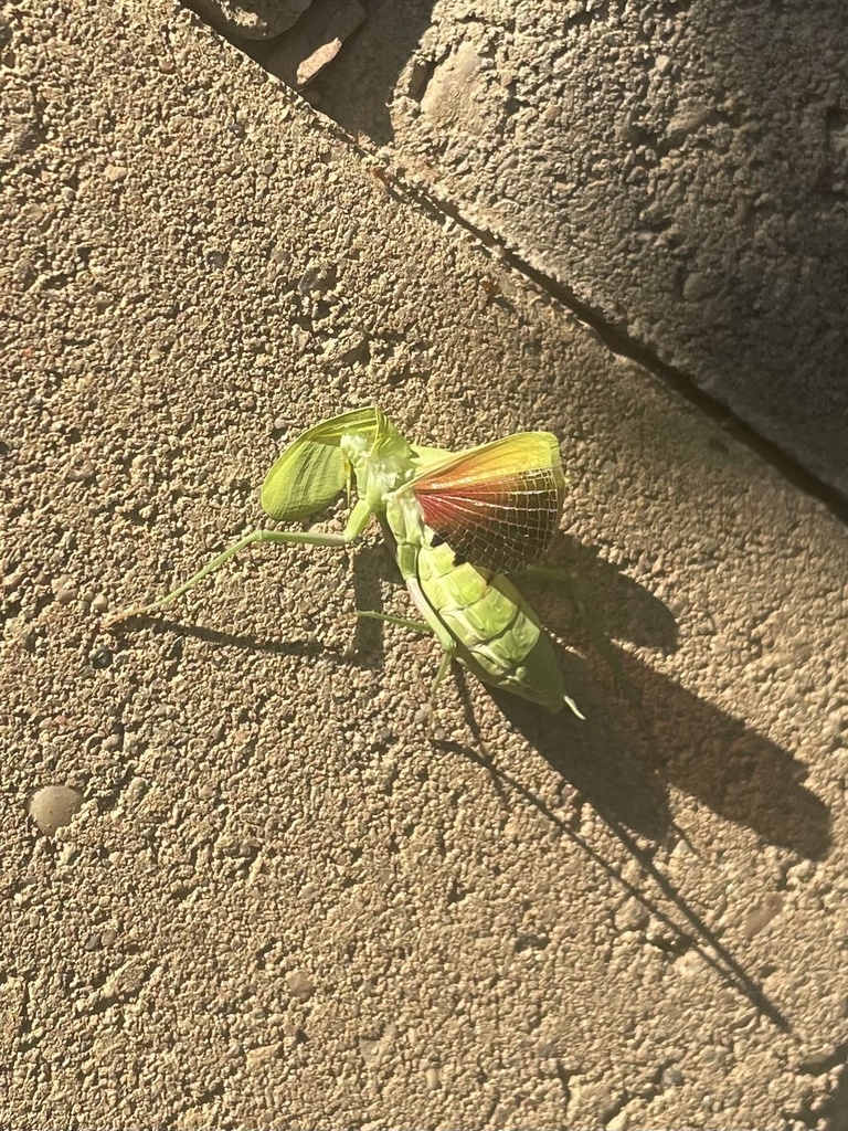 Sonoran Tiger Mantis in September 2023 by Sophia. I watched a cactus ...
