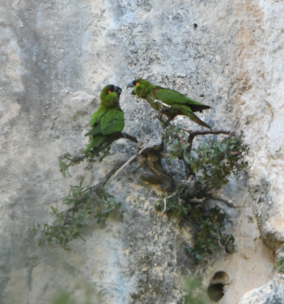 Maroon-fronted Parrot in August 2023 by Leonardo Guzmán · iNaturalist