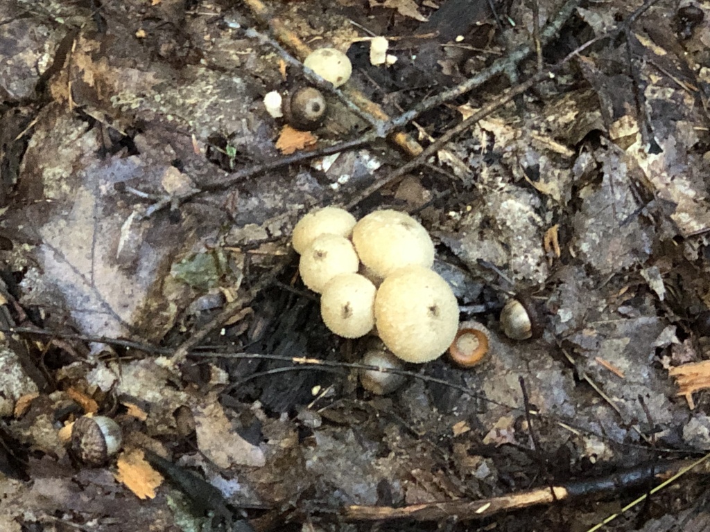 Pear-shaped Puffball from Vestal, NY, US on September 8, 2023 at 09:59 ...
