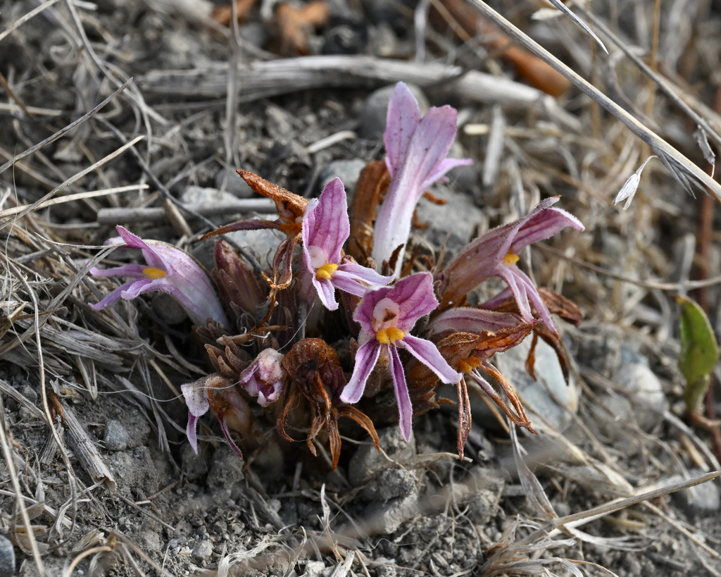 California Broomrape from Oak Bay, BC, Canada on September 8, 2023 at ...