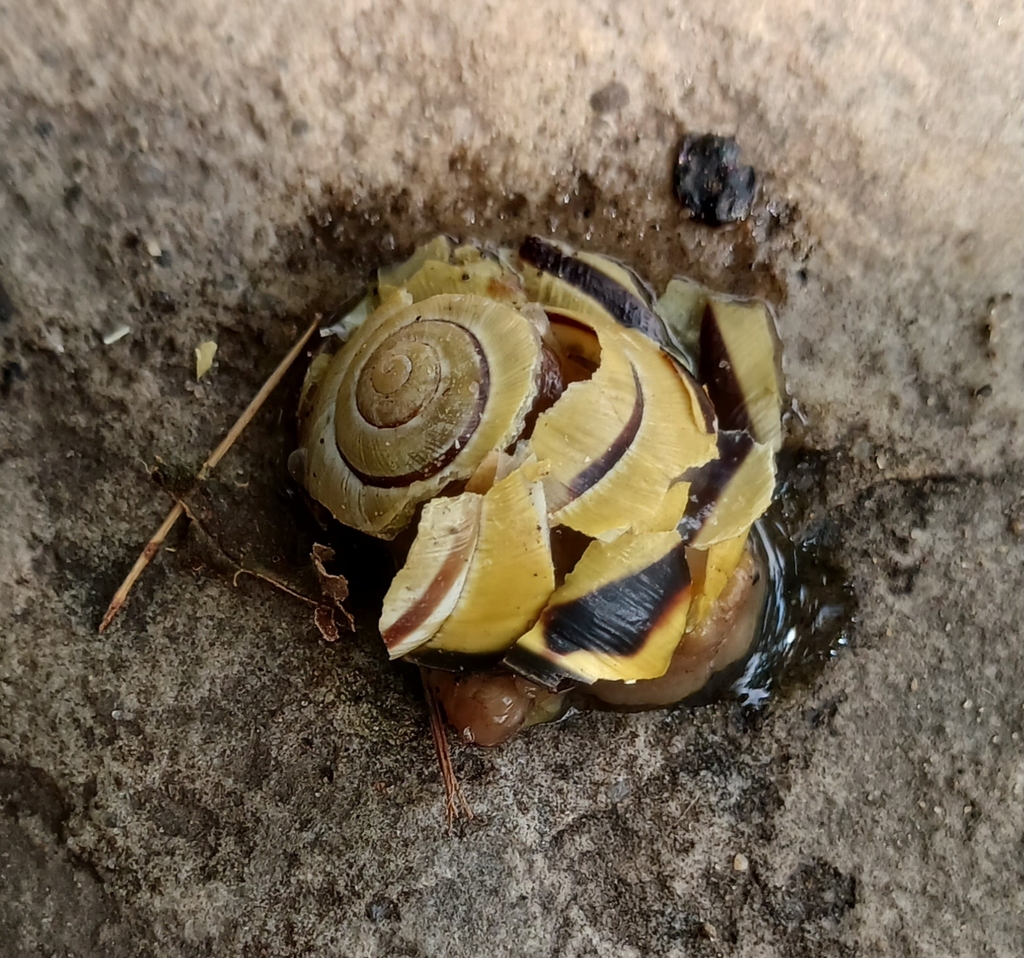 Brown-lipped Snail from Montréal, QC H1X 2B4, Canada on September 8 ...
