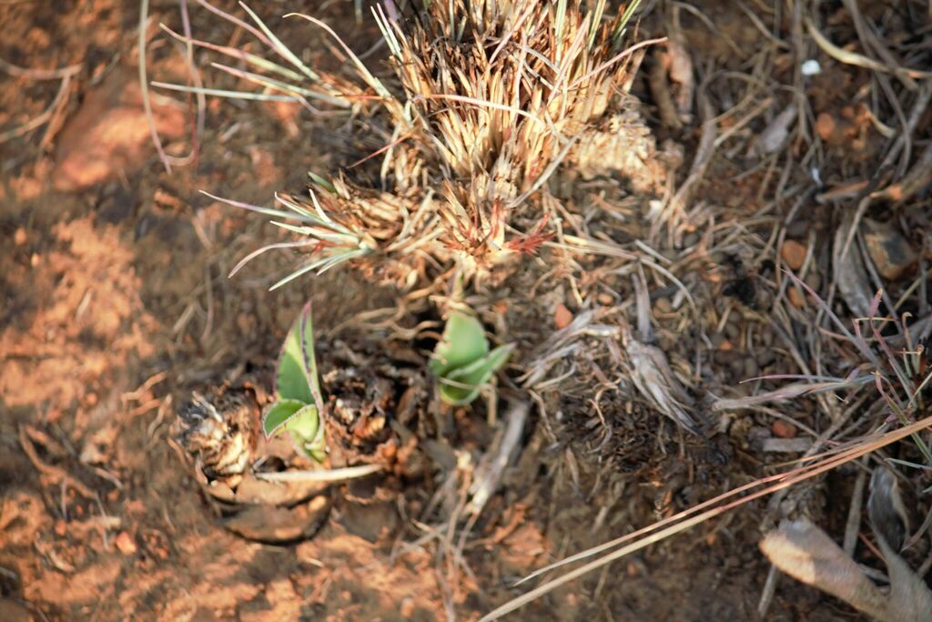 Haemanthus humilis humilis from Carletonville, 2499, South Africa on ...