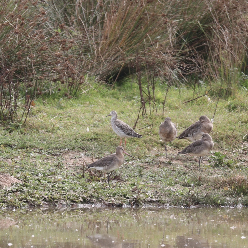 Ruff from RSPB Bowling Green Marsh, Exeter, England, GB on September 7 ...
