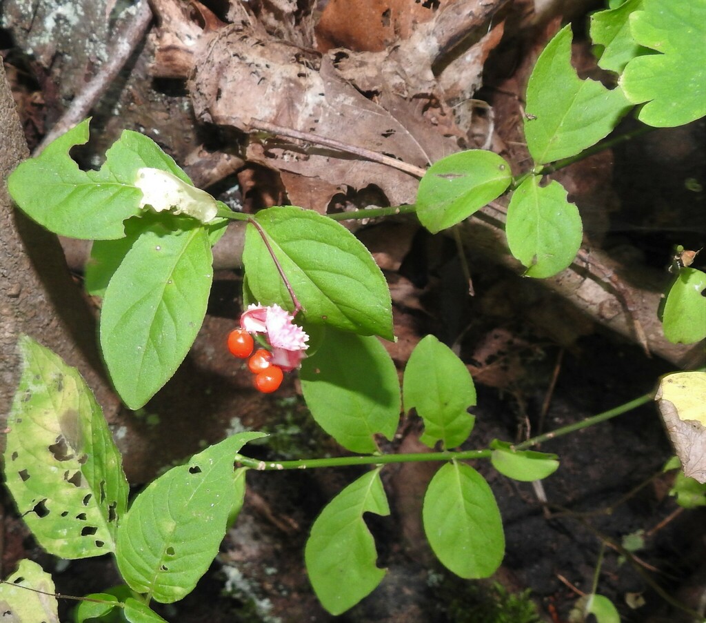 Running Strawberry-bush from Middlesex, Ontario, Canada on September 6 ...