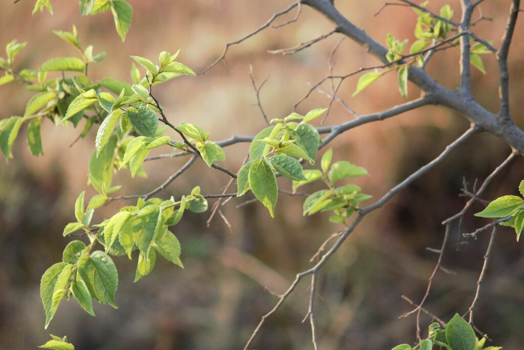 African Elm from Carletonville, 2499, South Africa on September 8, 2023 ...