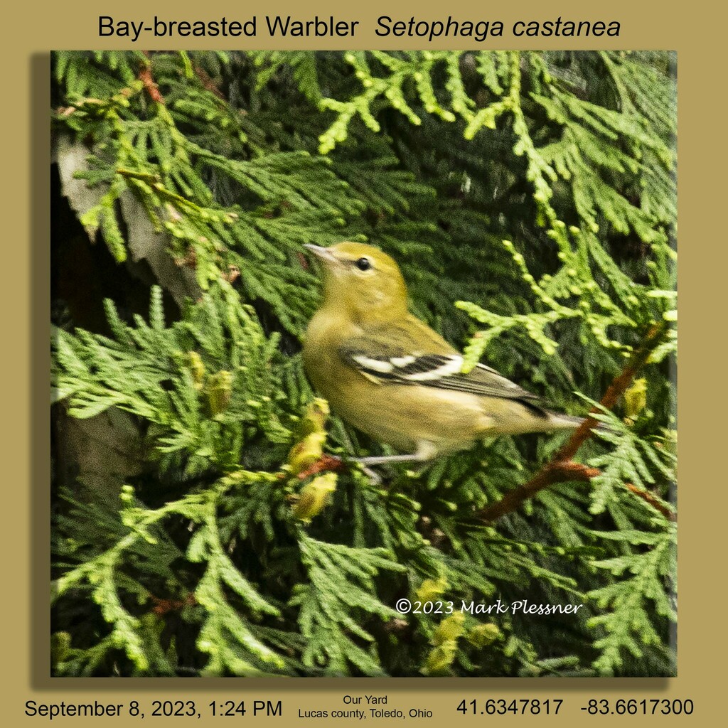 Bay-breasted Warbler from Reynolds Corners, Toledo, OH, USA on ...