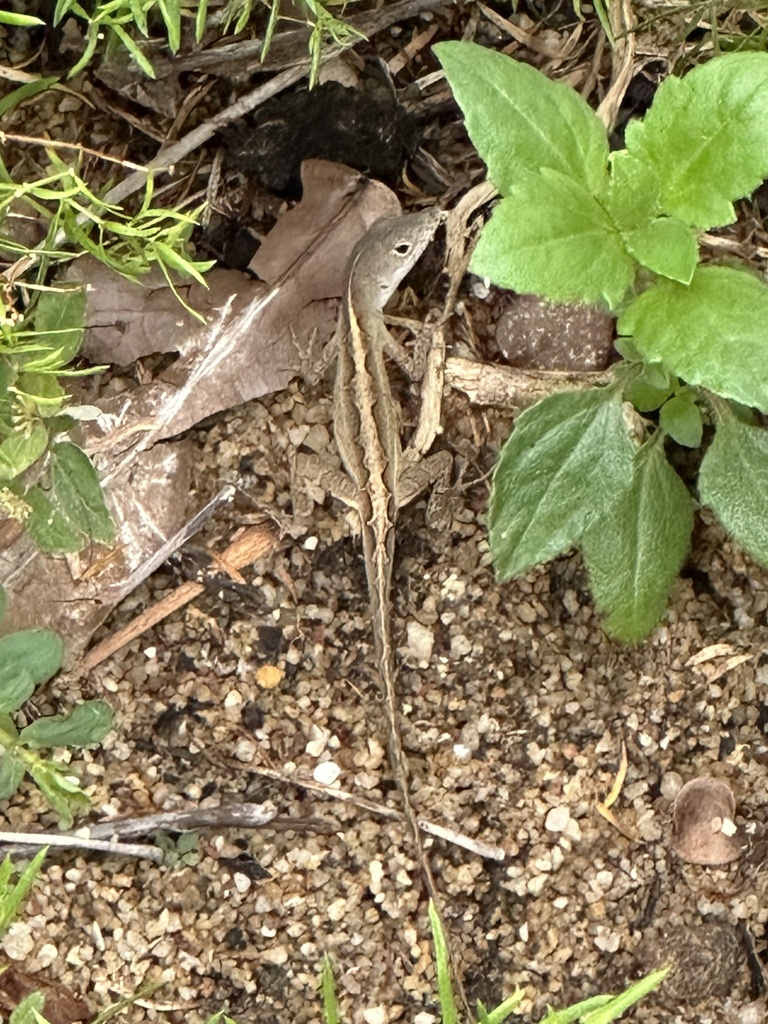 Brown Anole from The Canopy, SG on August 18, 2023 at 06:06 PM by ...