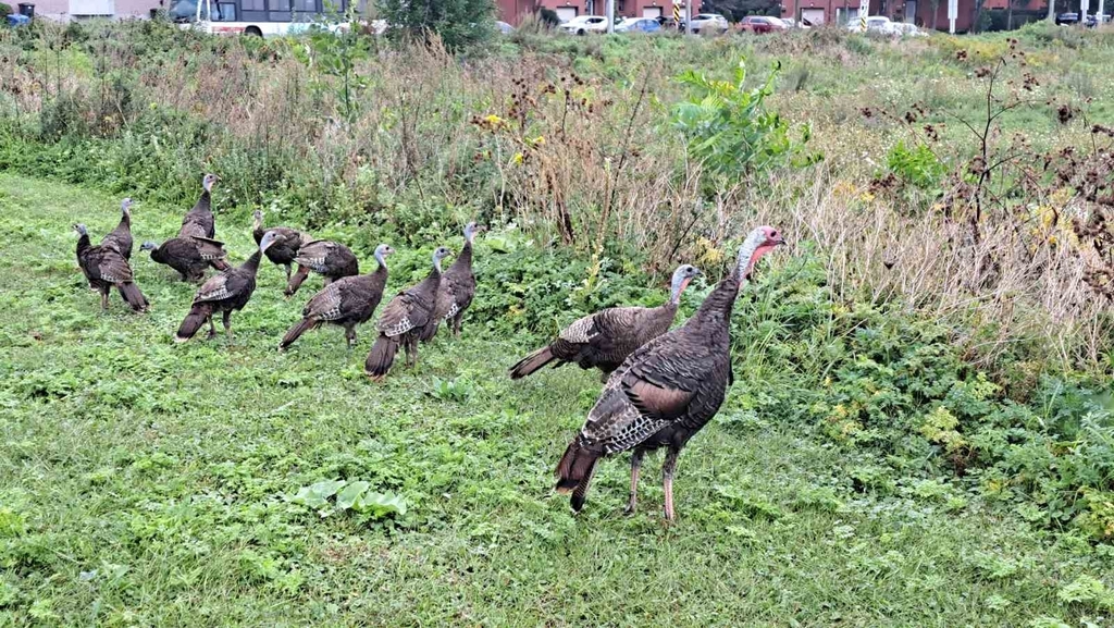 Wild Turkey from Boulevard de Montarville et des Bois-Francs ...