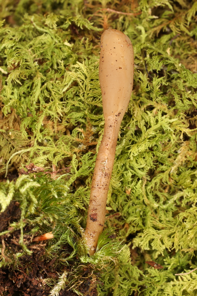 Microglossum from 770 Linn Run Rd, Rector, PA 15687, USA on September 2 ...