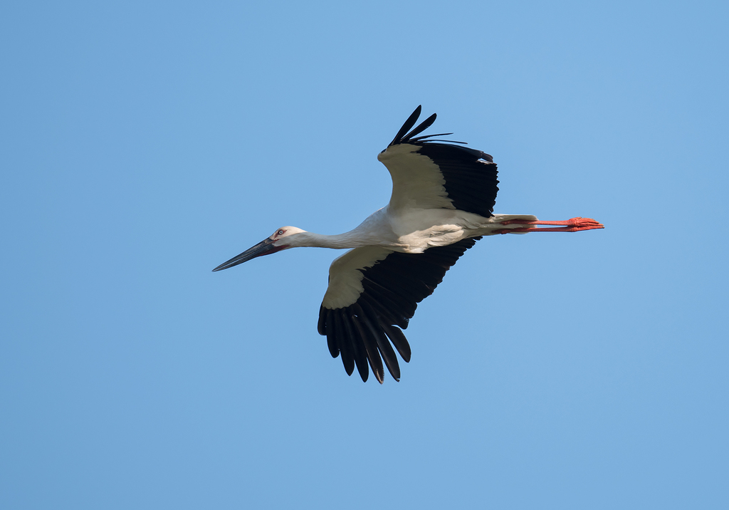 Oriental Stork in May 2023 by Геннадий · iNaturalist